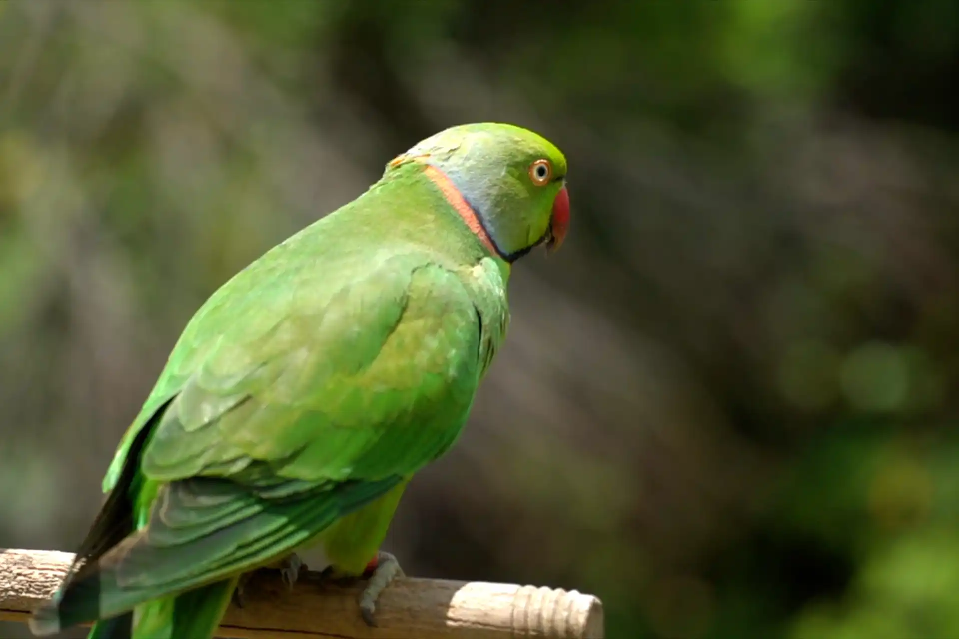 Documentary about saving a species from extinction - KMTV - University ...